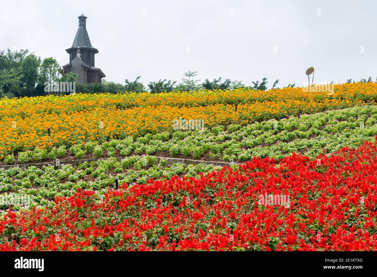 Colorful flower fields and house in East Overseas Chinese Town (OCT ...