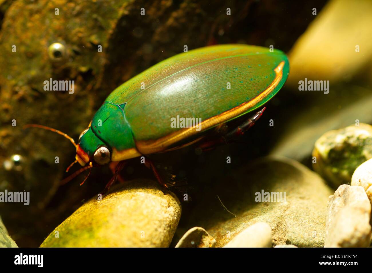 Japanese water beetle hi-res stock photography and images - Alamy