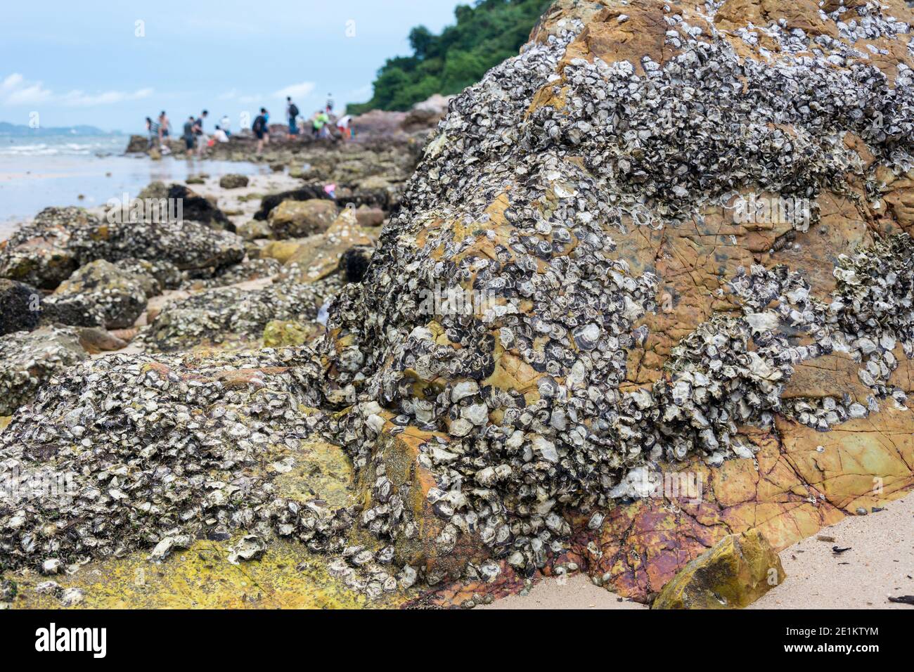 Seashells on the rock at the Yangmeikenng of Shenzhen, China Stock ...