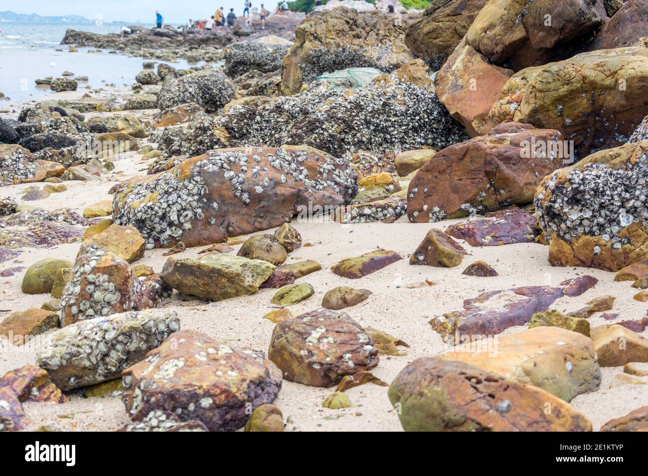 Seashells on the rock at the Yangmeikenng of Shenzhen, China Stock ...