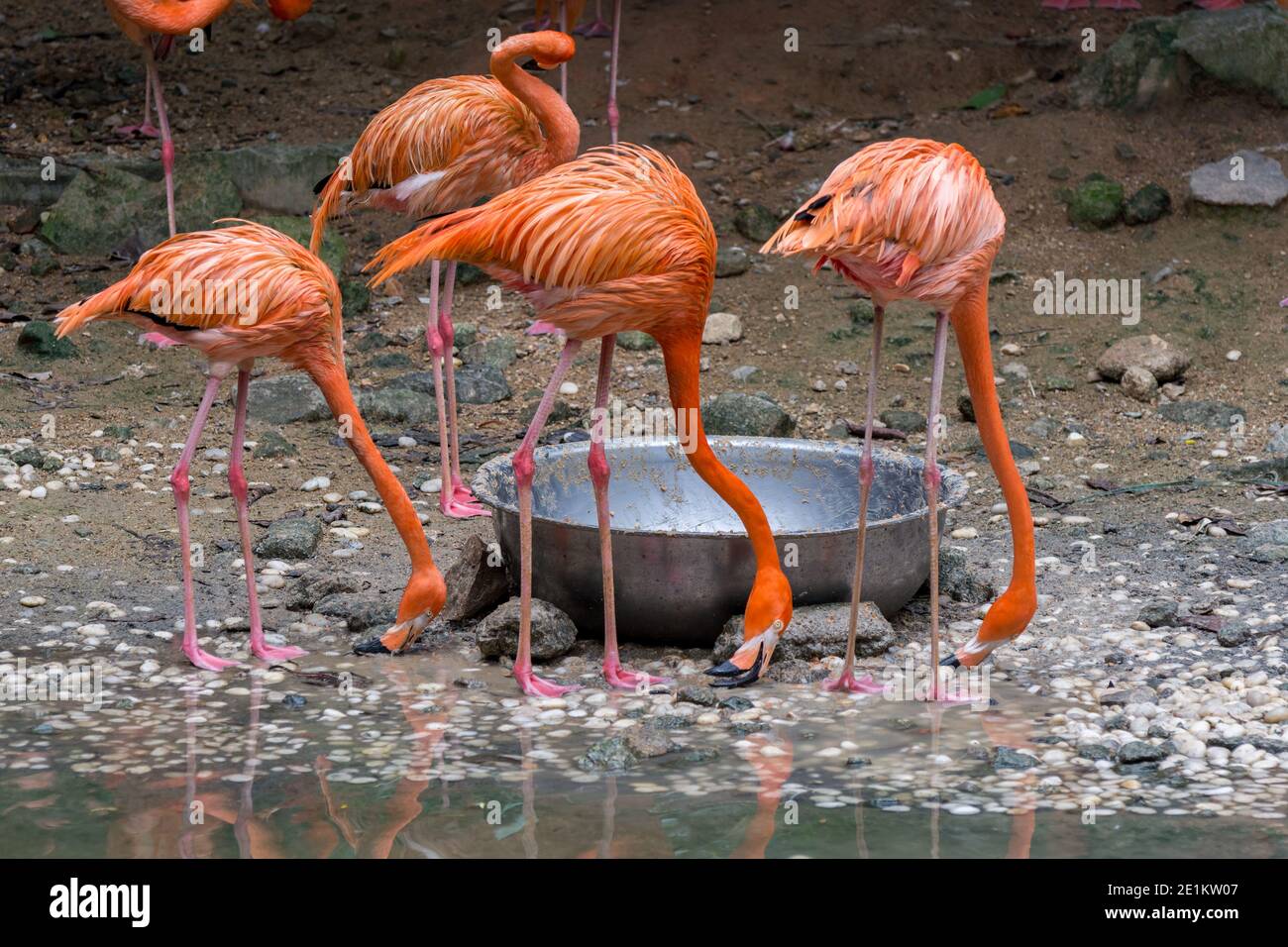 Flamingos Eating