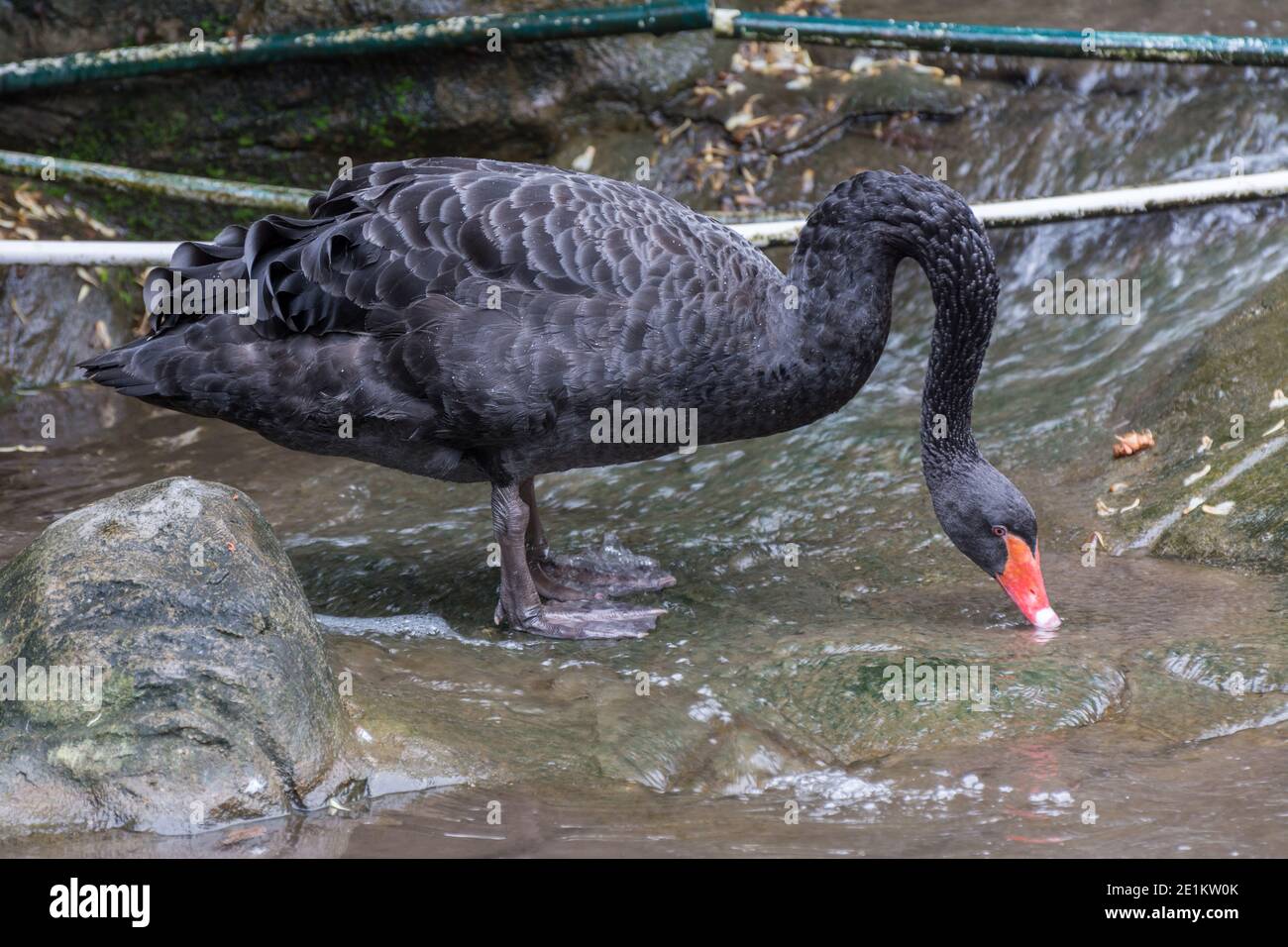 Australian large swans hi-res stock photography and images - Alamy