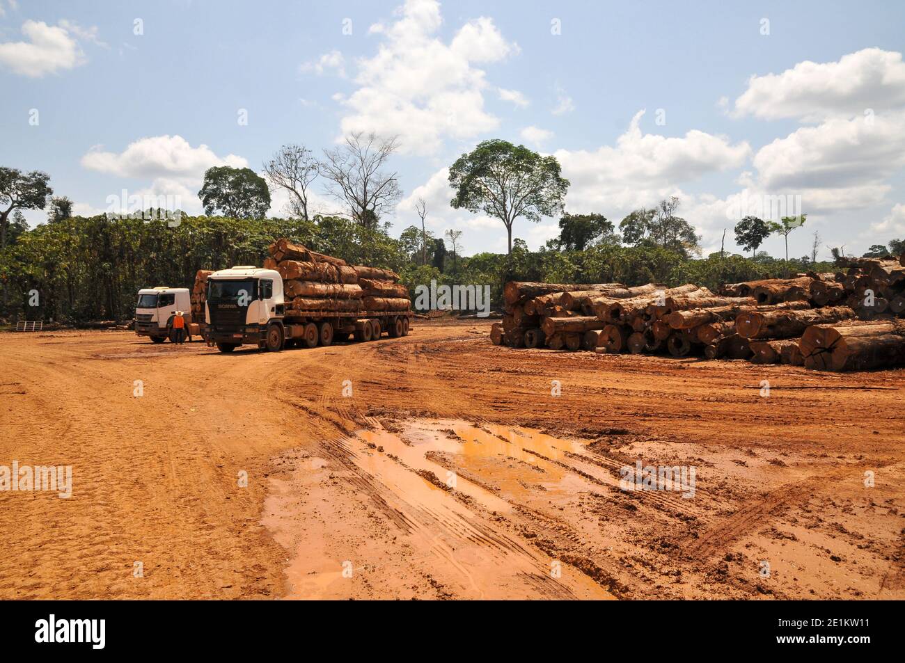 Logging activities in the Brazilian Rainforest causes large scale ...