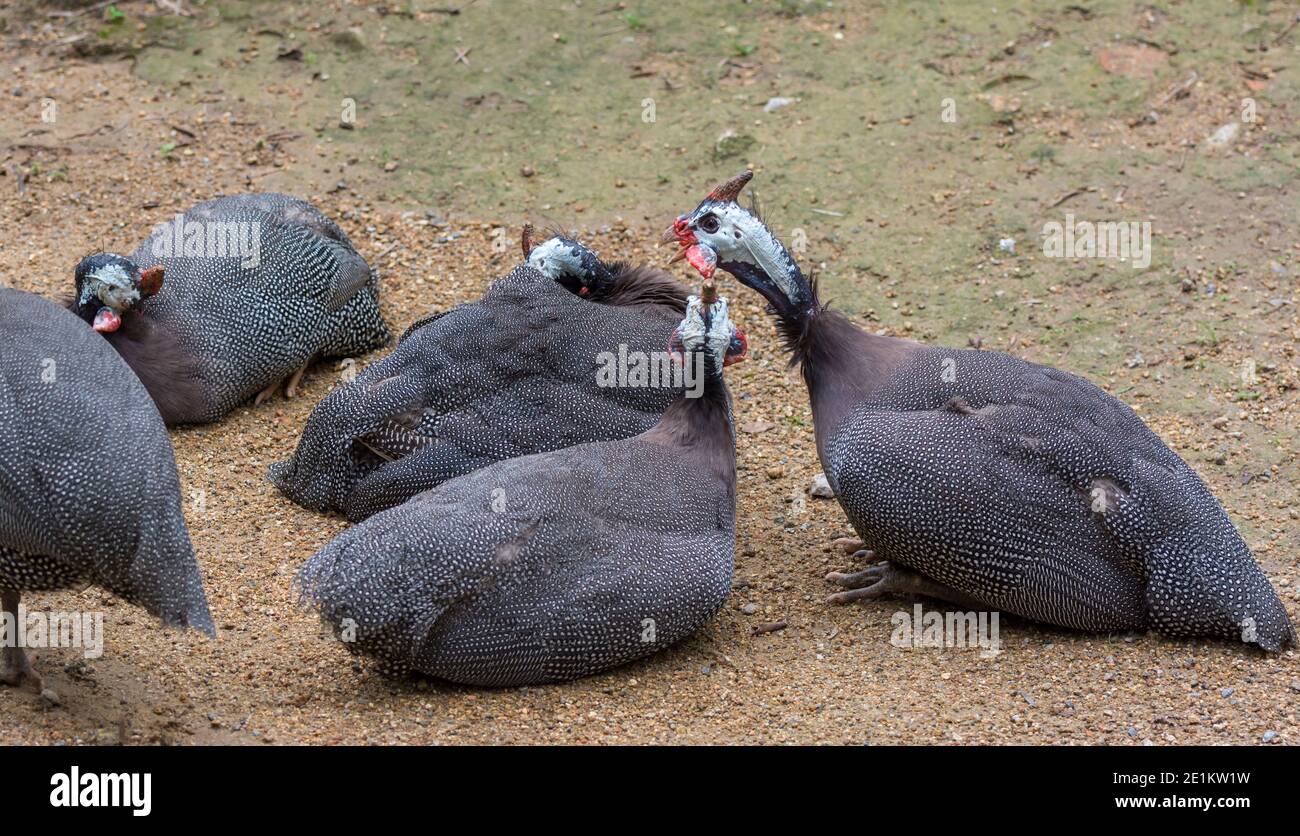 Guinea fowls, birds of the family Numididae in the order ...