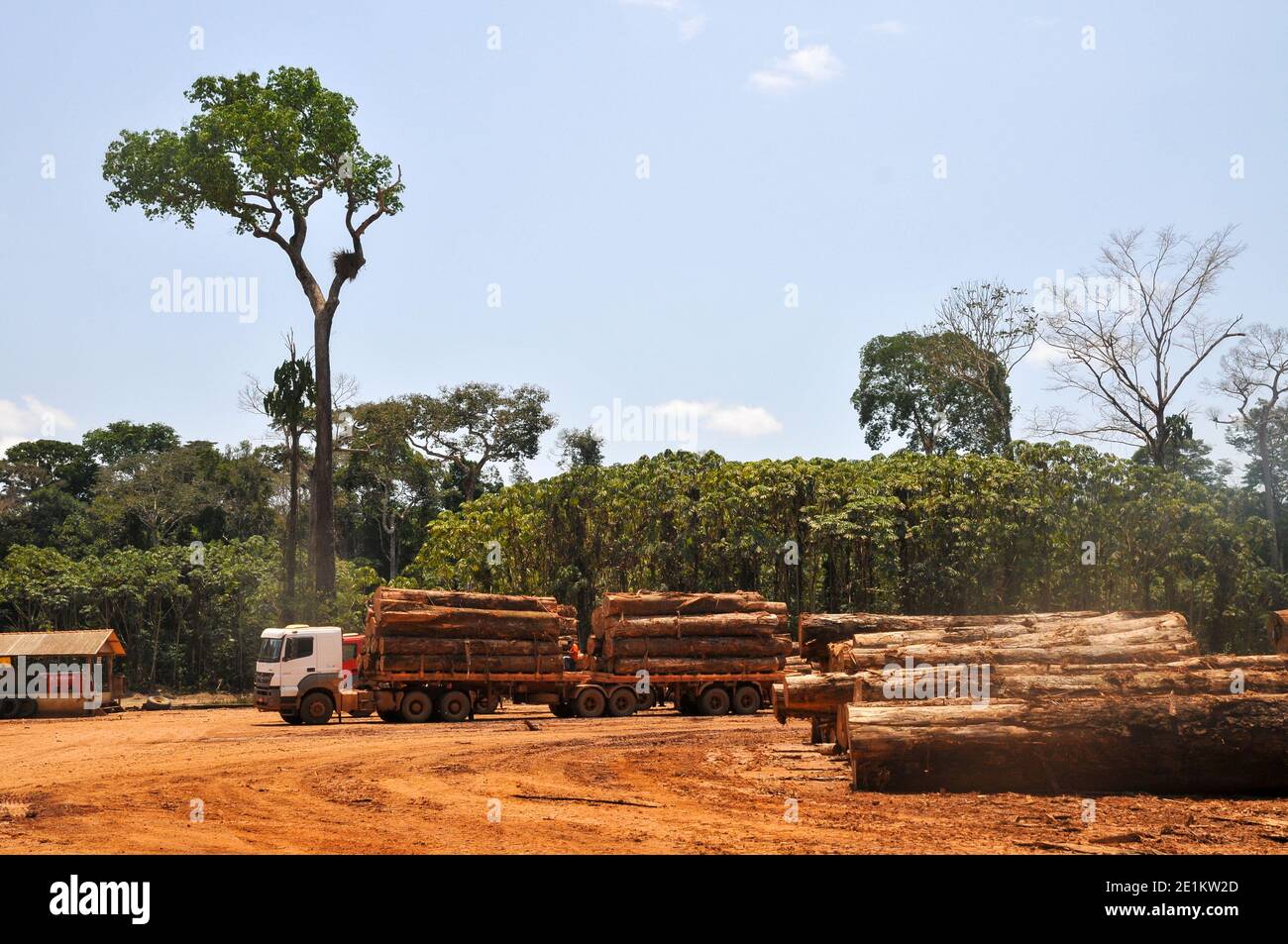 Logging activities in the Brazilian Rainforest causes large scale ...