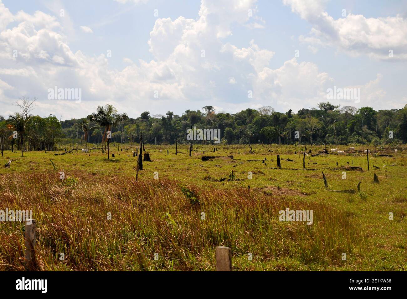 The effects of deforestation on the Amazonian rainforest in Brazil ...