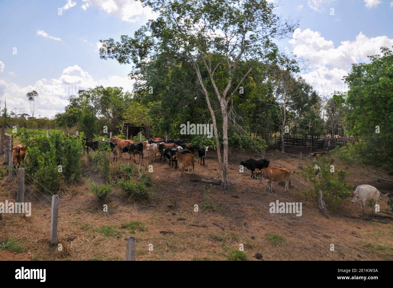 Amazon rainforest deforestation cattle hi-res stock photography and ...
