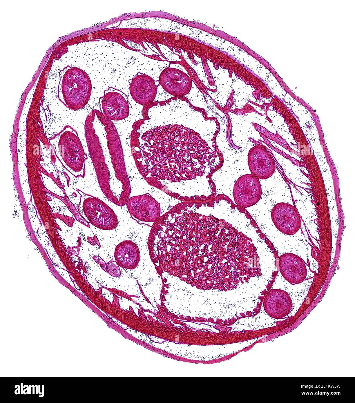 Human Dna Under Microscope