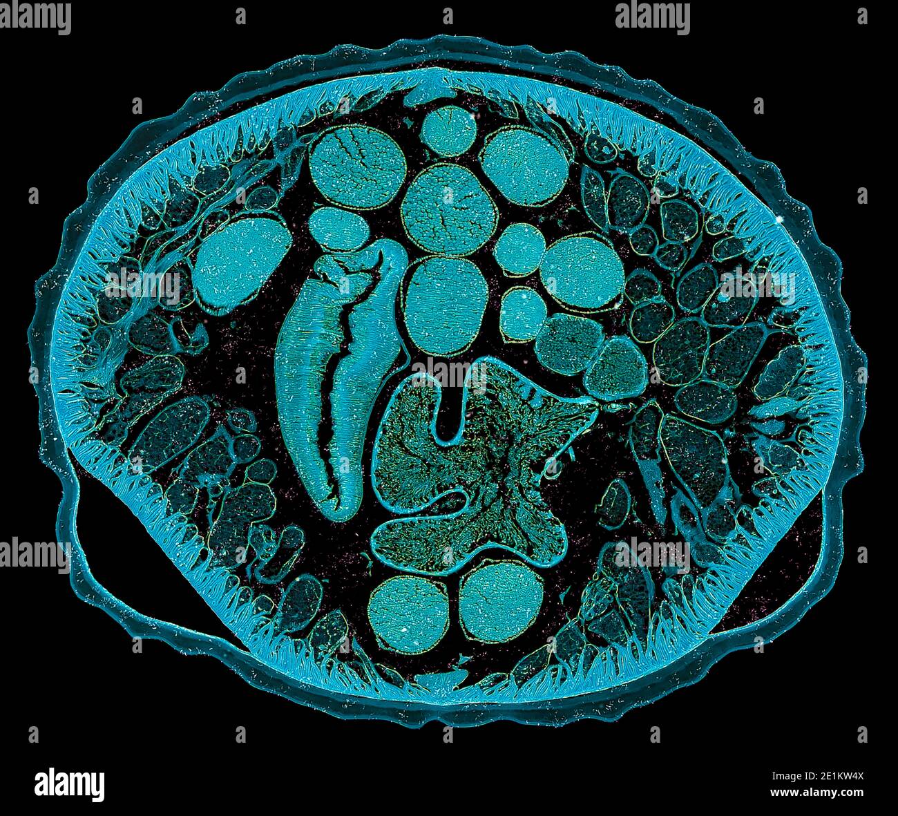 cross section cut of human body cells under a scientific microscope ...