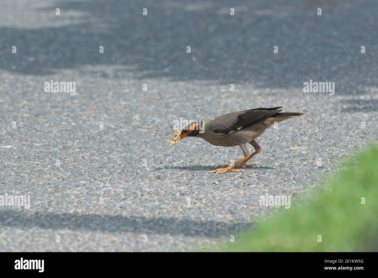 Grasshopper bird india hi-res stock photography and images - Alamy