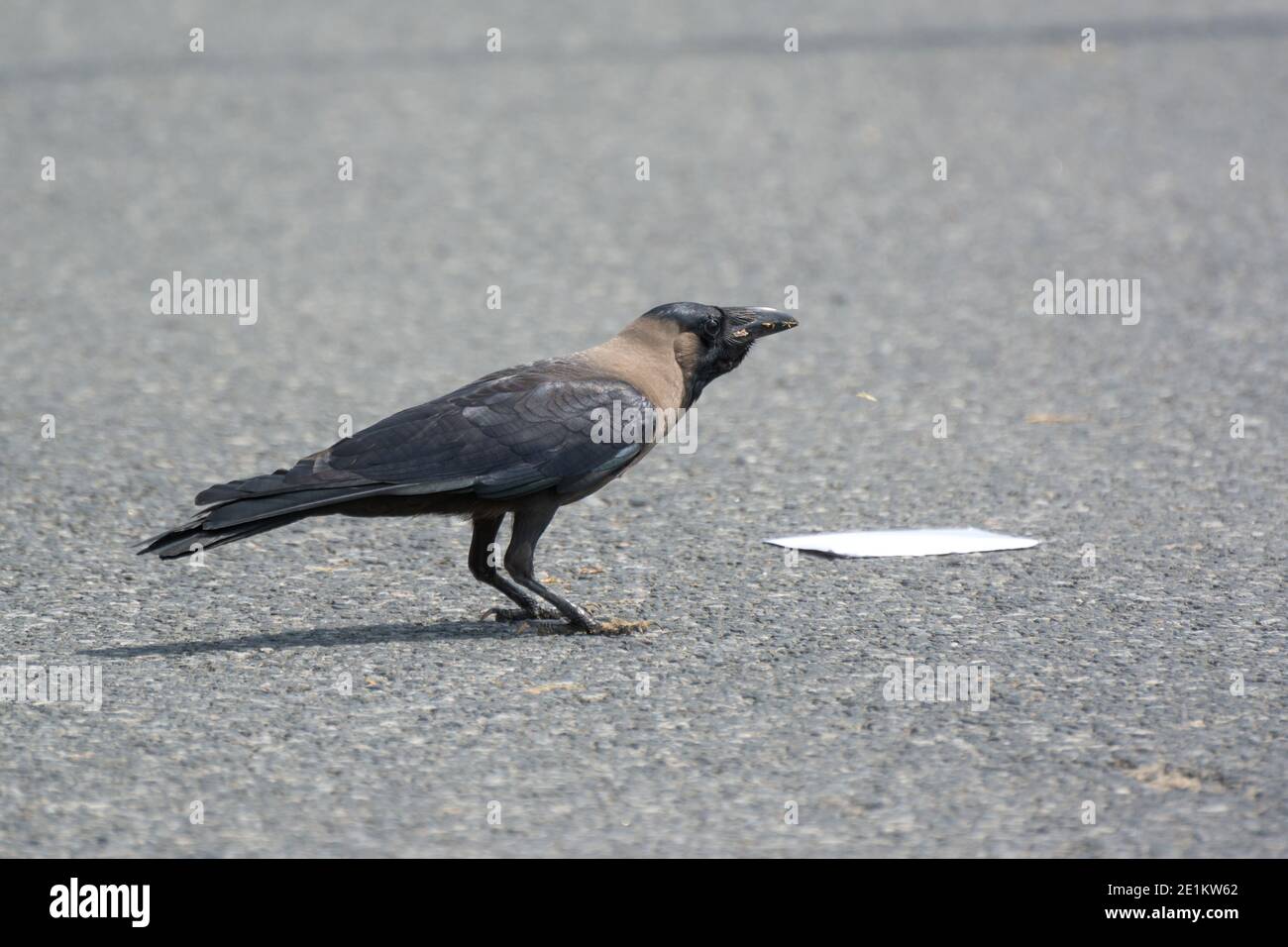 India crow eating hi-res stock photography and images - Alamy