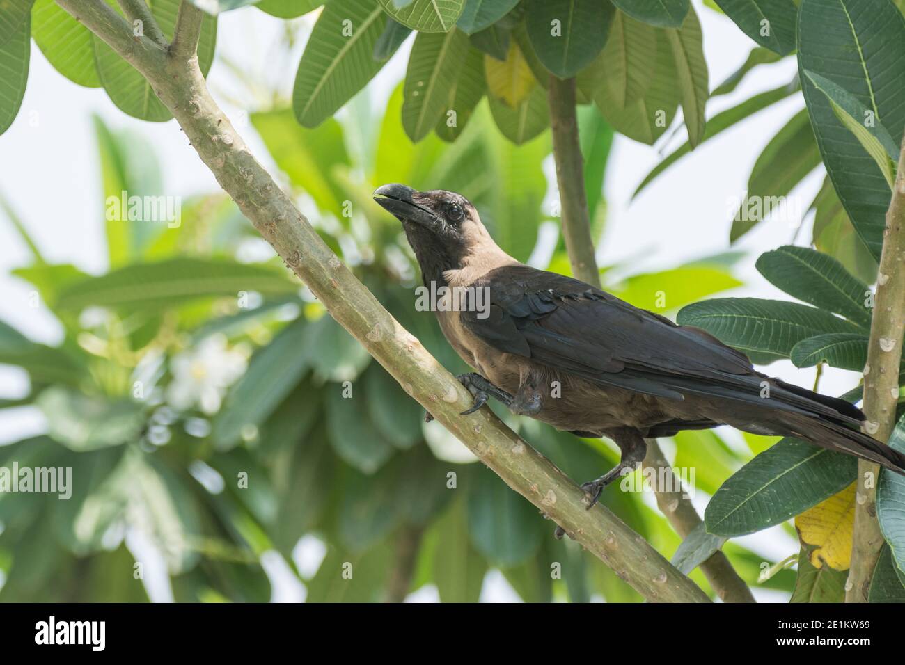 An Indian crow perching on a tree Stock Photo - Alamy