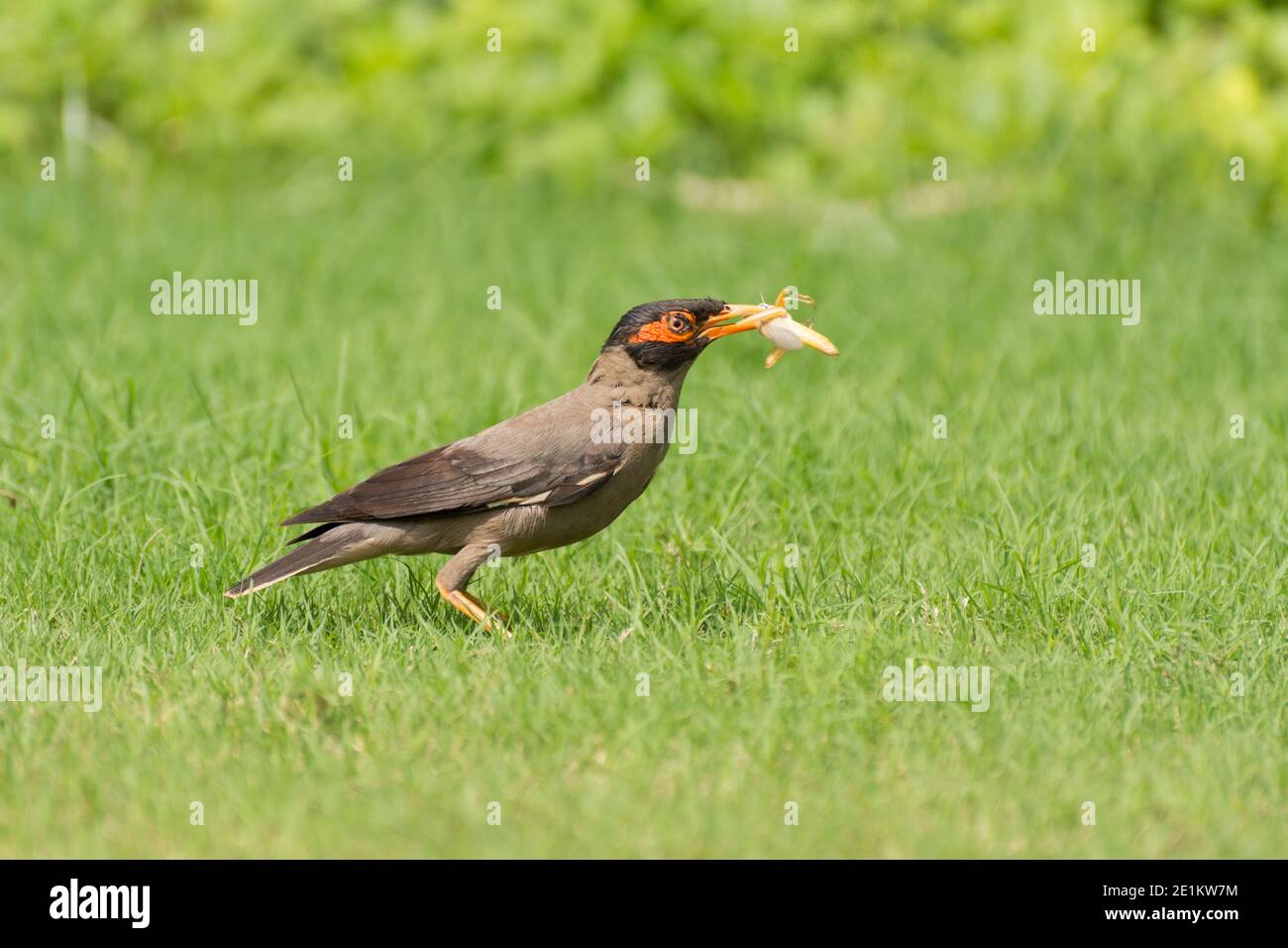 Myna bird in natural habitat hi-res stock photography and images - Alamy