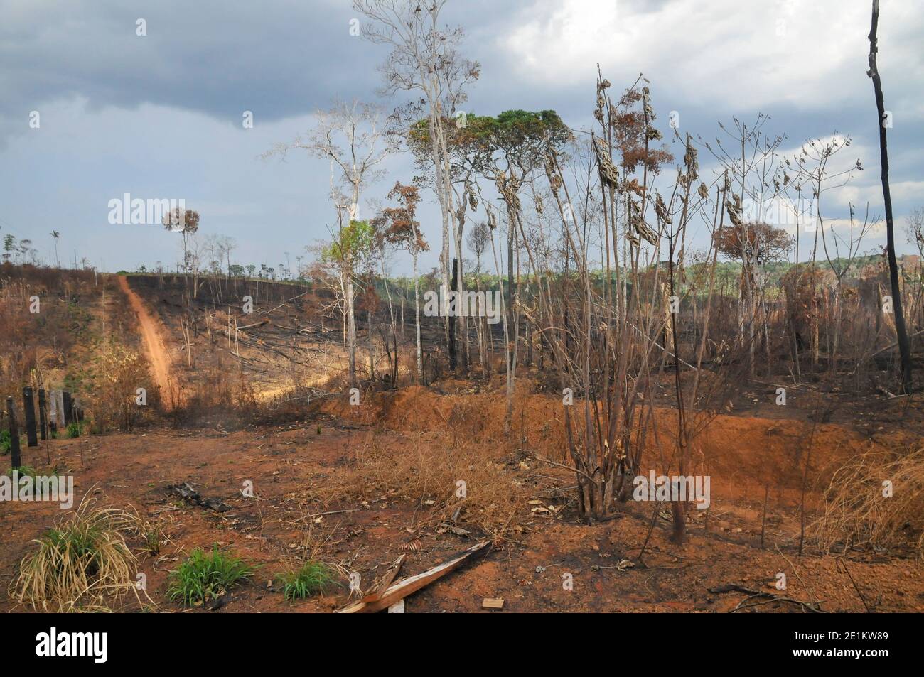 Amazon rainforest deforestation cattle hi-res stock photography and ...