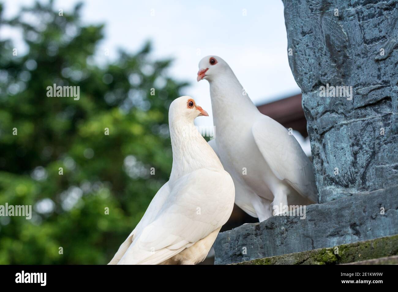 Two White Pigeons Love
