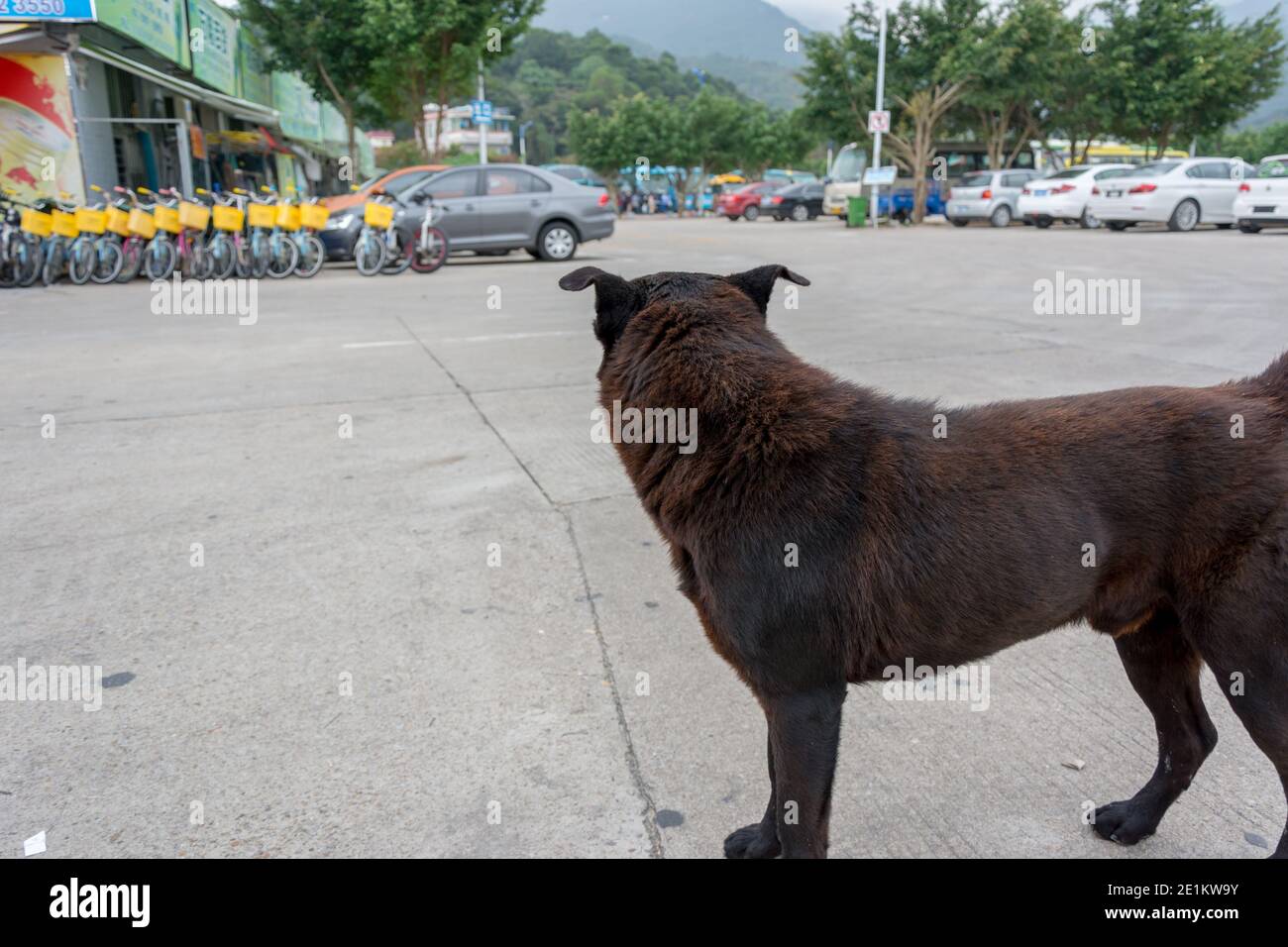 A homeless dog looking at street corner Stock Photo - Alamy