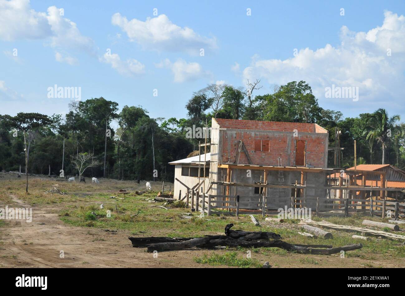 The effects of deforestation on the Amazonian rainforest in Brazil ...