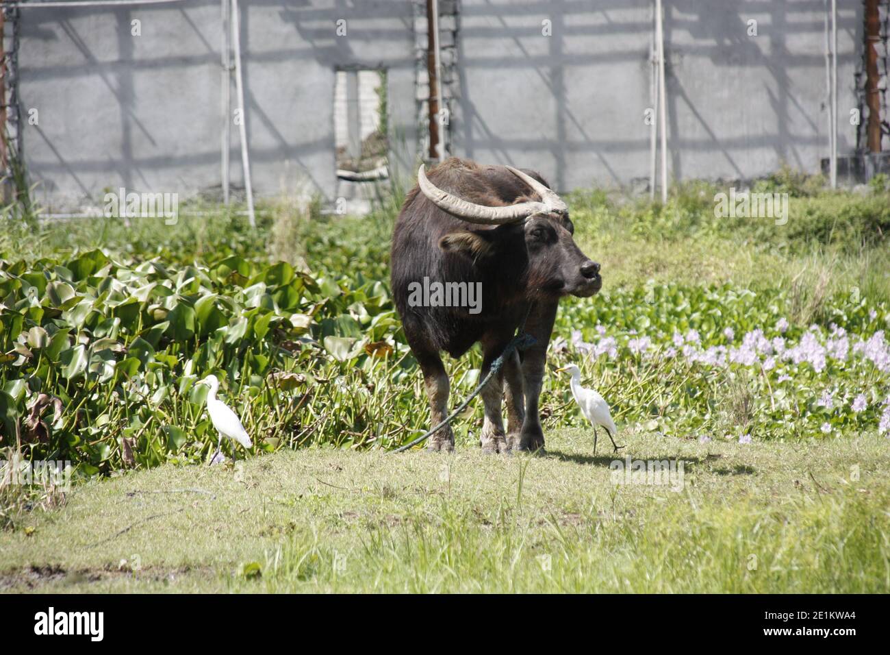 Philippine carabao with white ingrets hi-res stock photography and ...