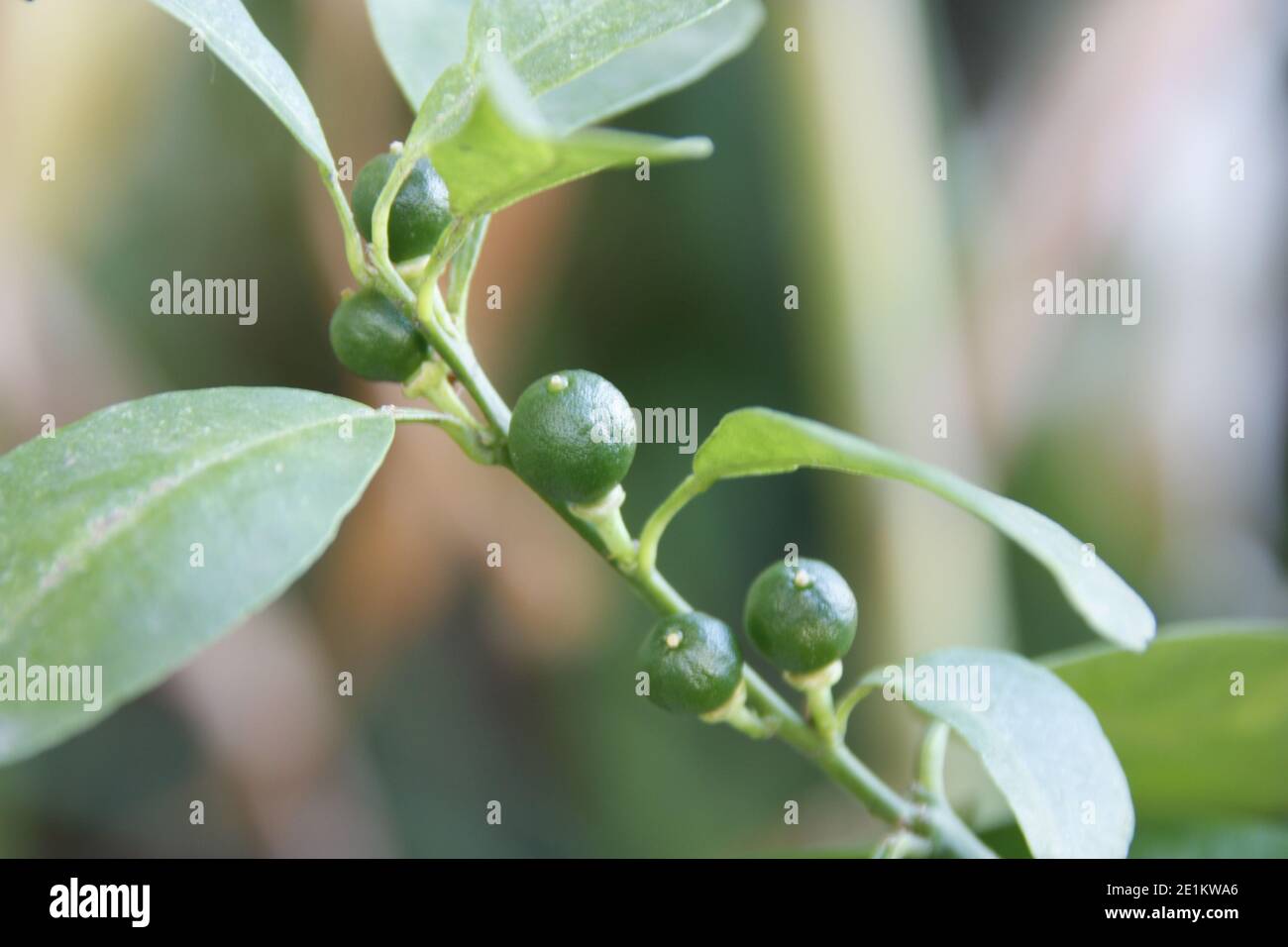 small calamansi plant fruit Stock Photo - Alamy
