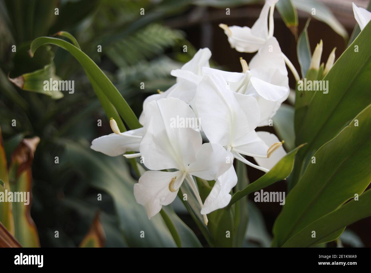 Philippine Camia flower Stock Photo - Alamy