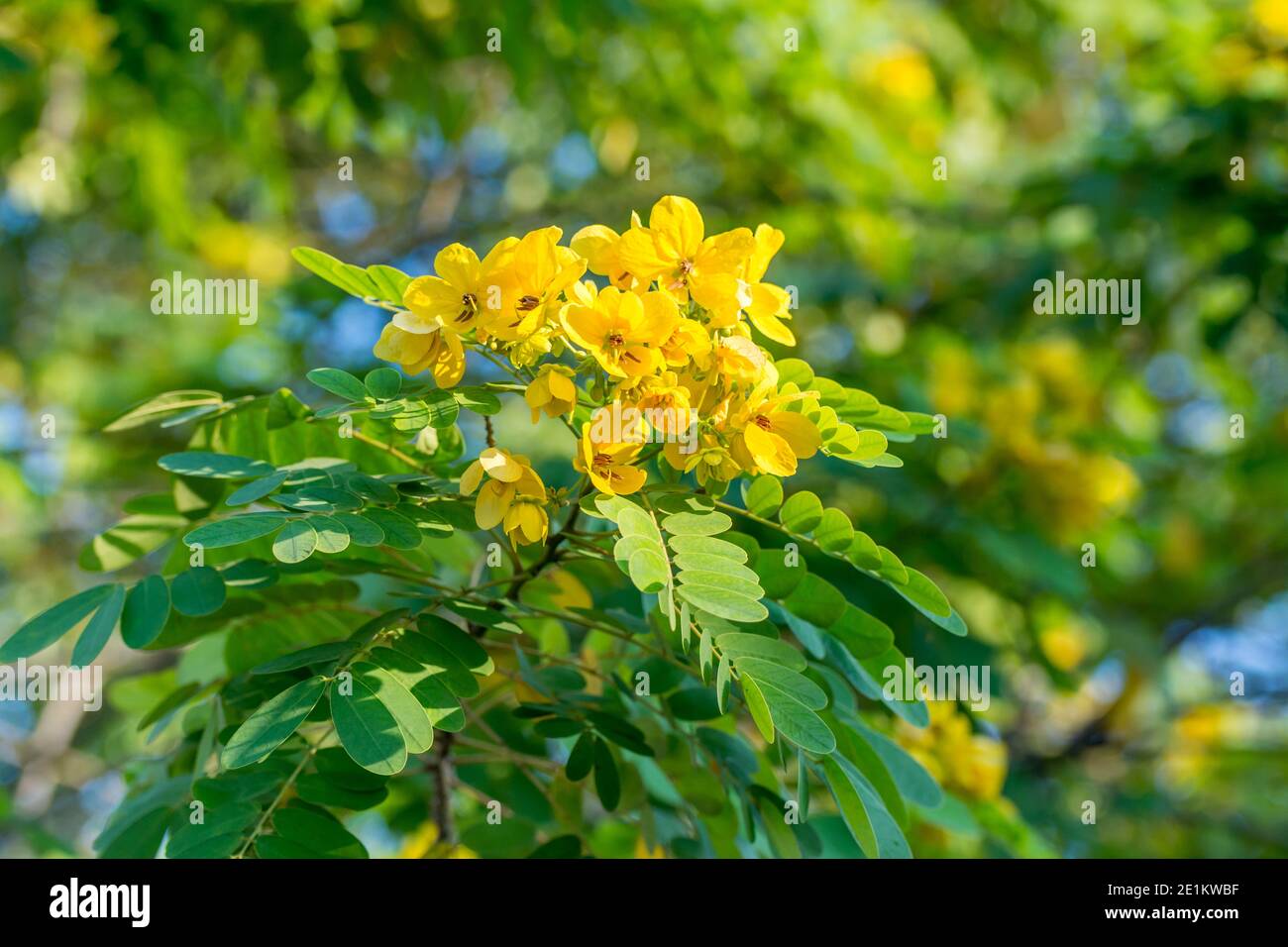 Close-up of flower of Scrambled Egg Tree - Senna surattensis (Burm.f ...