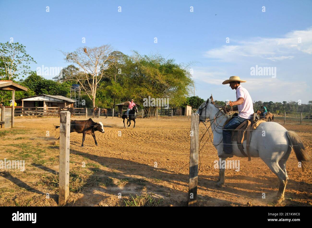Deforestation on farm cattle hi-res stock photography and images - Alamy