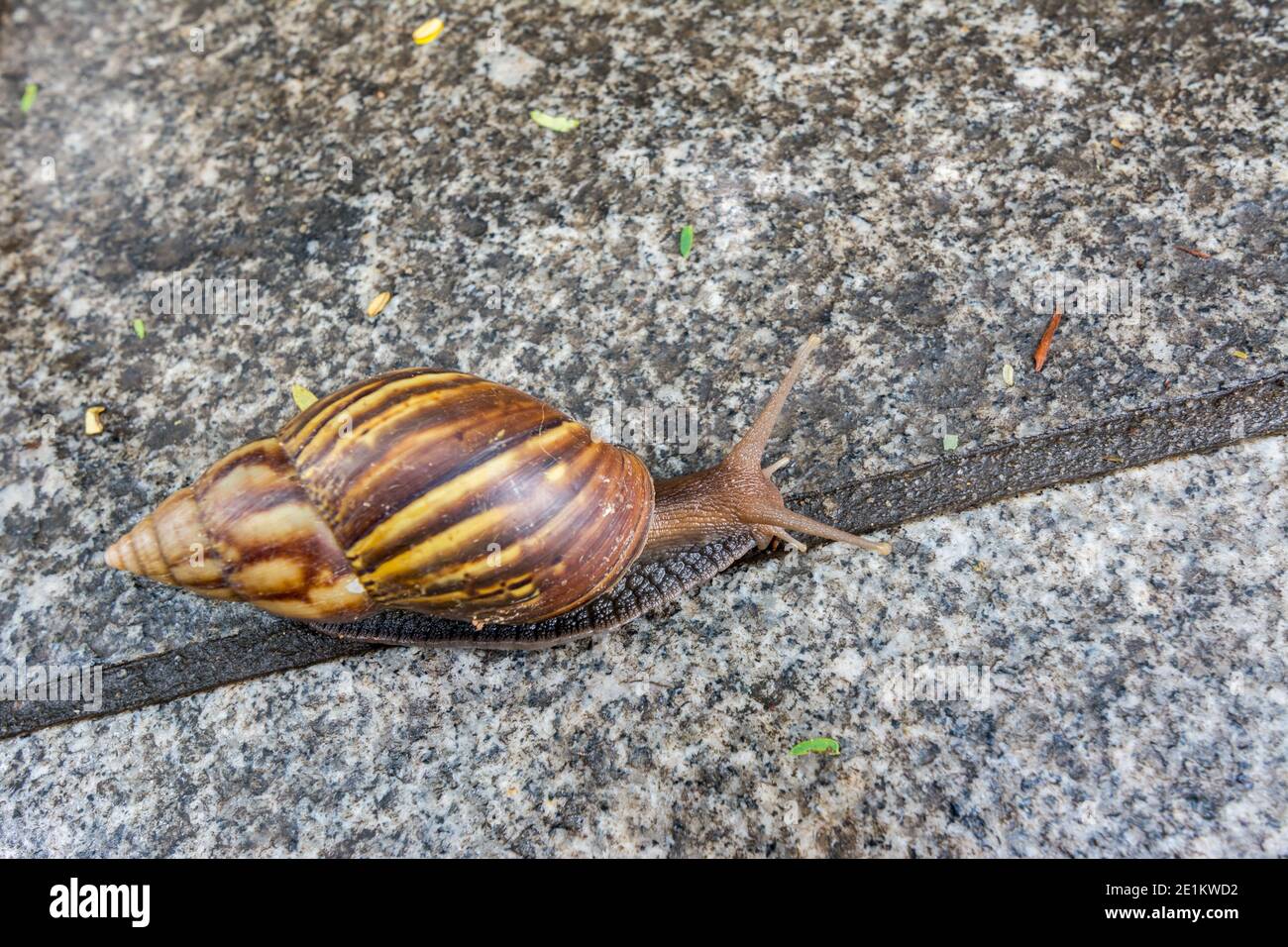 Big field snail clawing slowing on the cement floor, a species of large ...