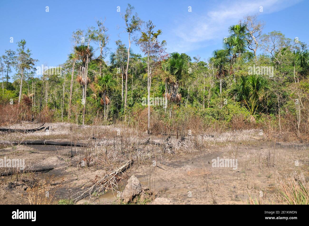 Amazon rainforest deforestation hi-res stock photography and images - Alamy