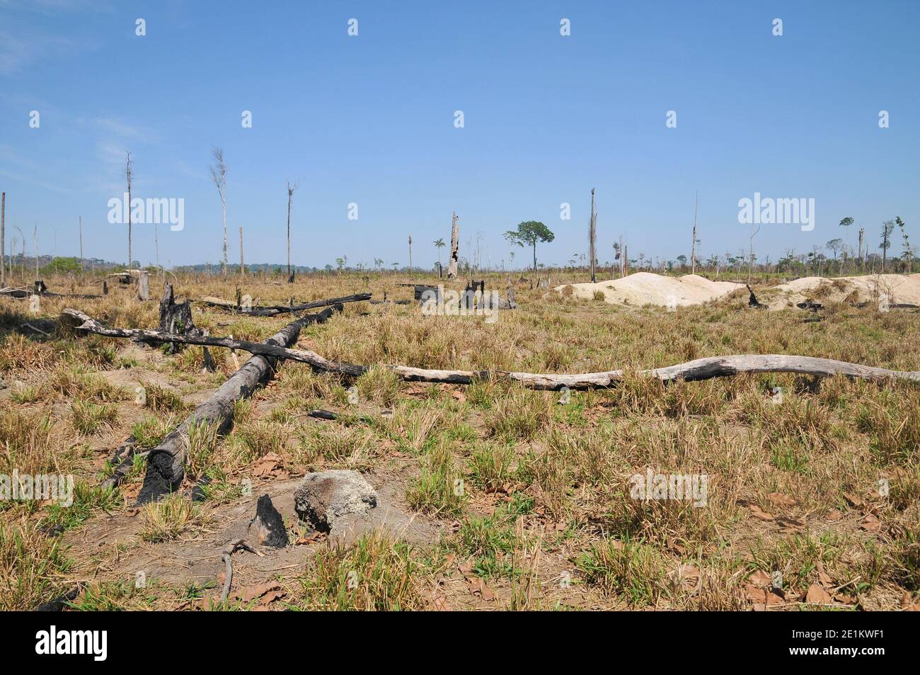 The effects of deforestation on the Amazonian rainforest in Brazil ...