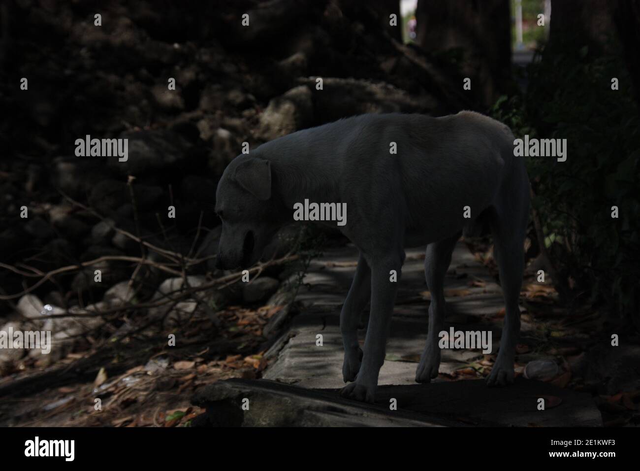 Stray Azkal dog wandering in dramatic setting Stock Photo - Alamy