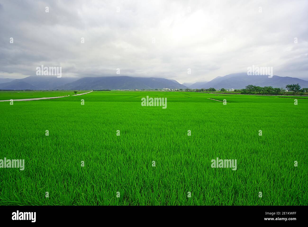 Big rice field hi-res stock photography and images - Alamy