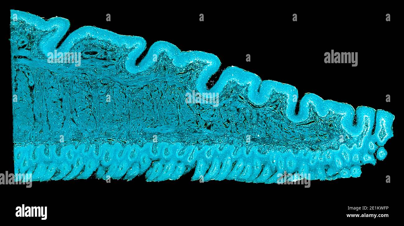cross section cut of human body cells under a scientific microscope ...