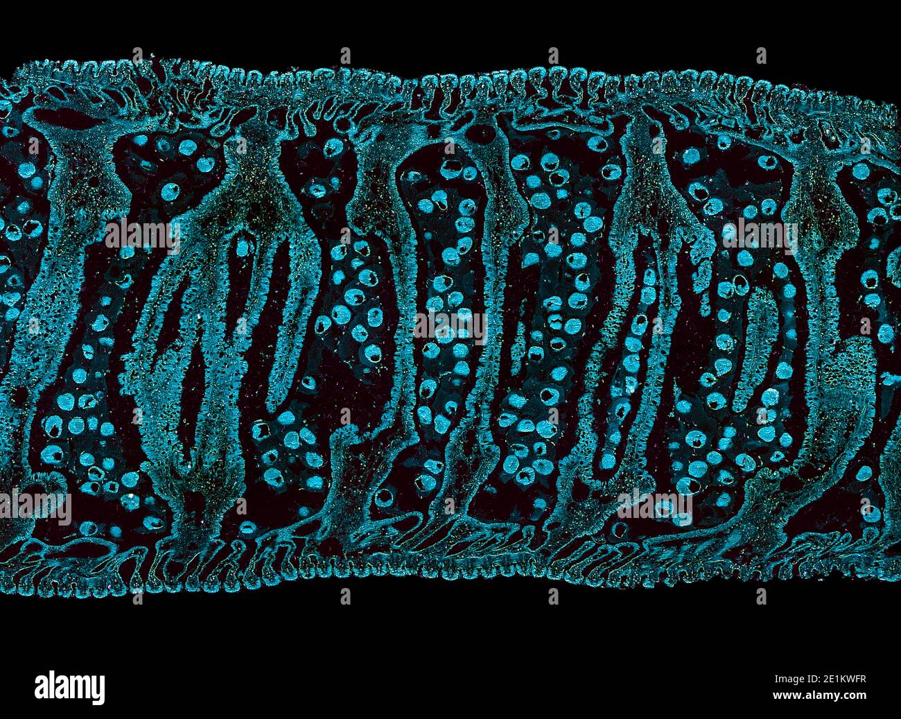 cross section cut of human body cells under a scientific microscope ...