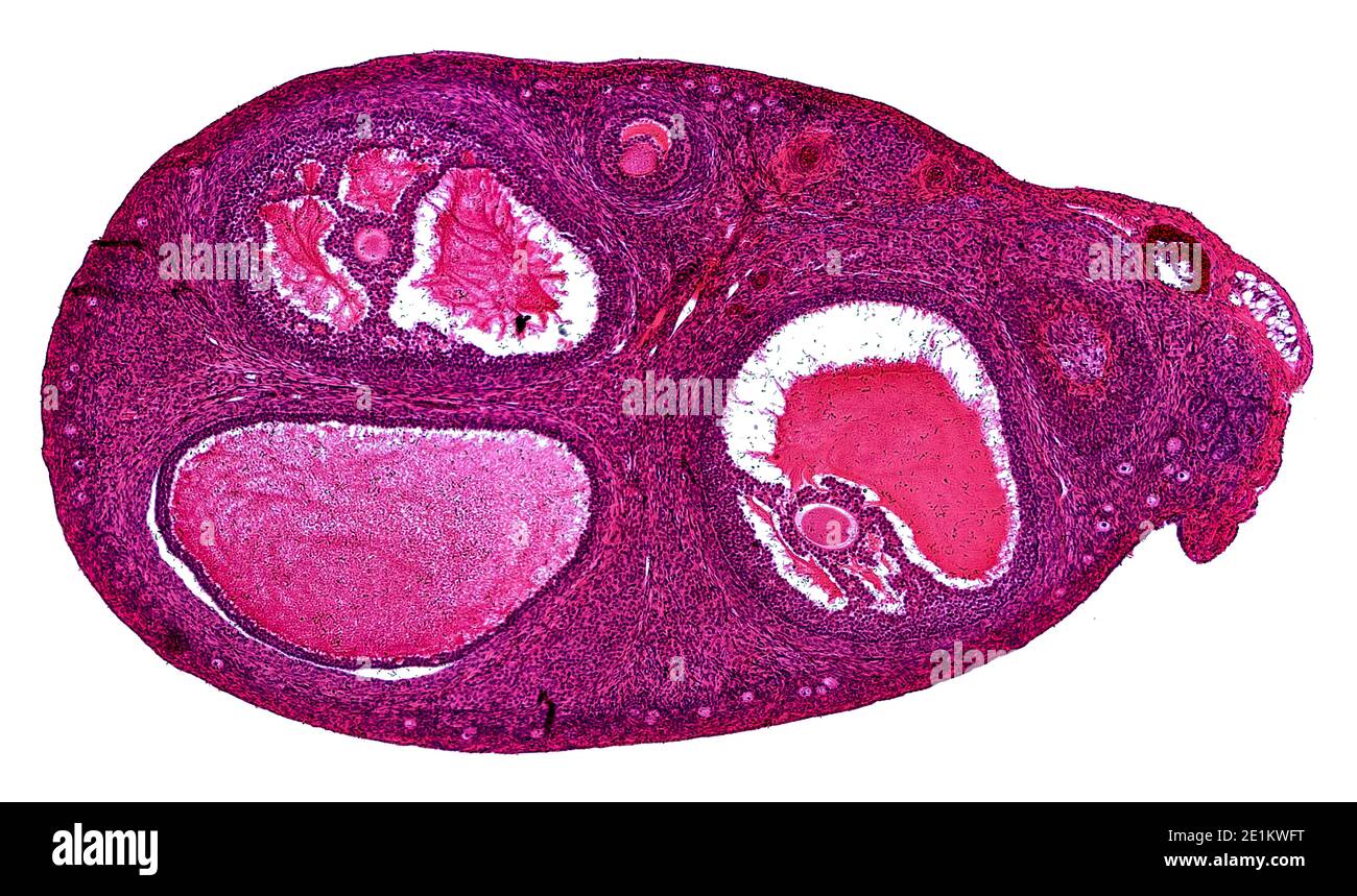 cross section cut of human body cells under a scientific microscope ...