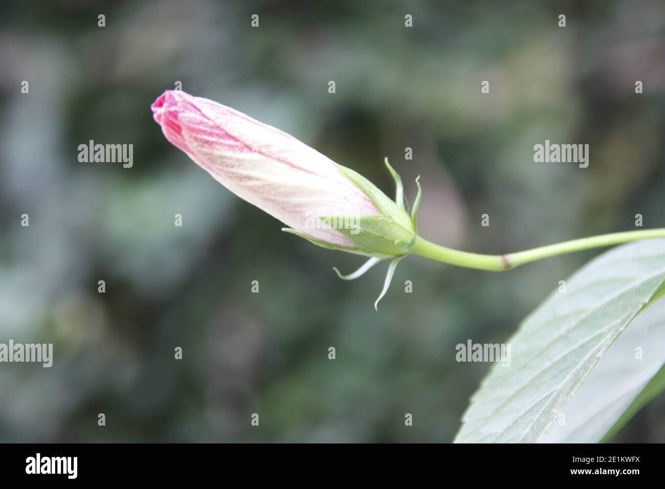 Gumamela flowerbud with leaves hi-res stock photography and images - Alamy