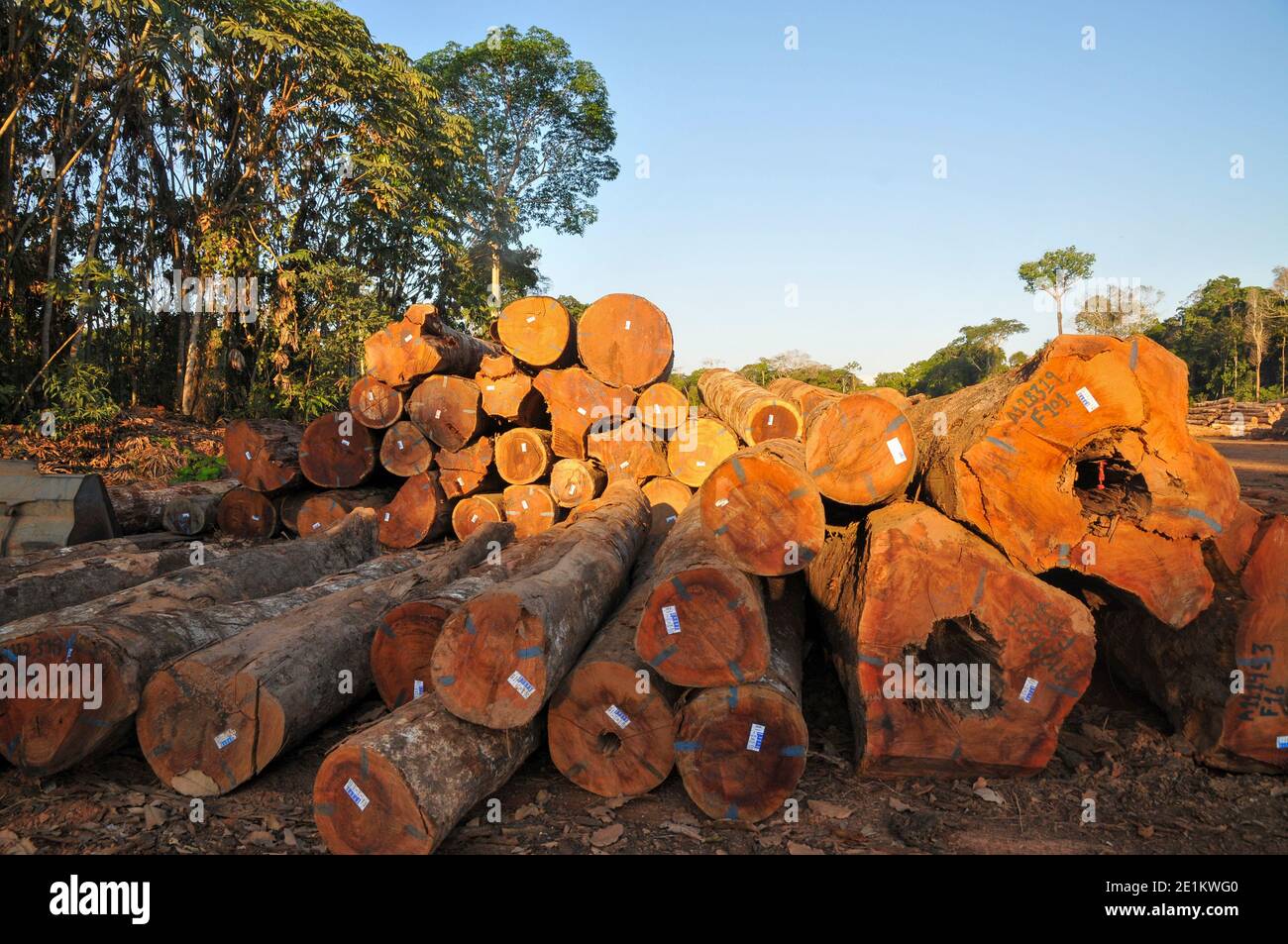 Logging activities in the Brazilian Rainforest causes large scale ...