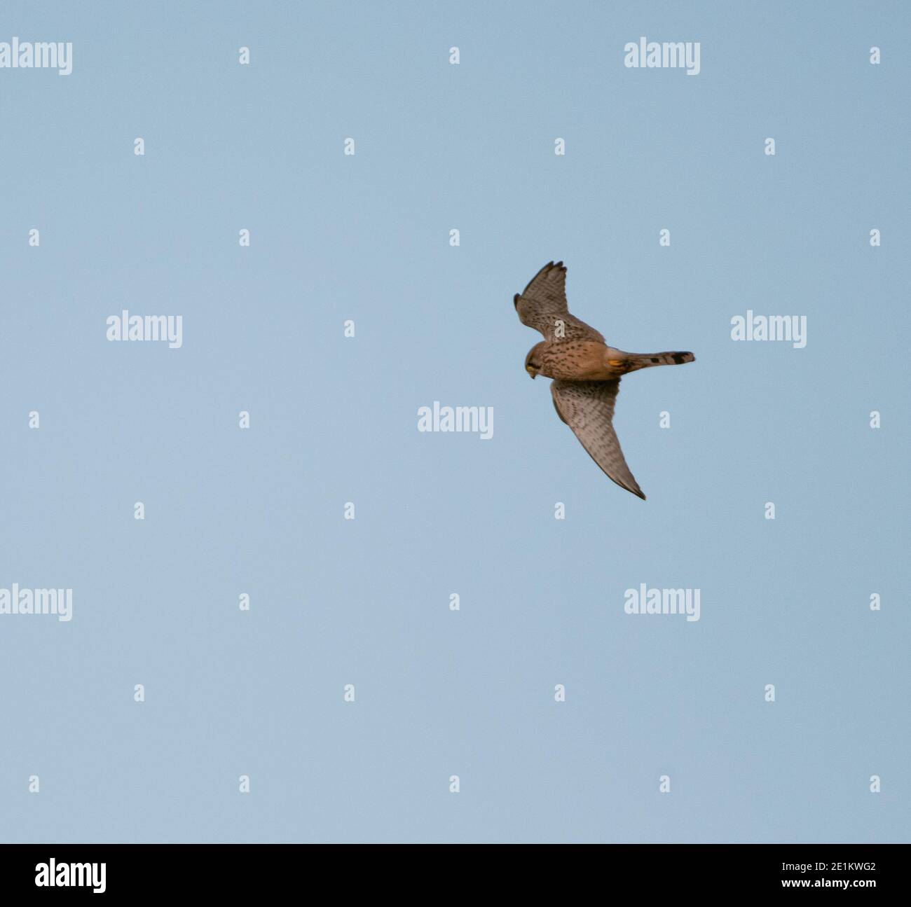 Female Kestrel in flight with a blue sky background Stock Photo - Alamy