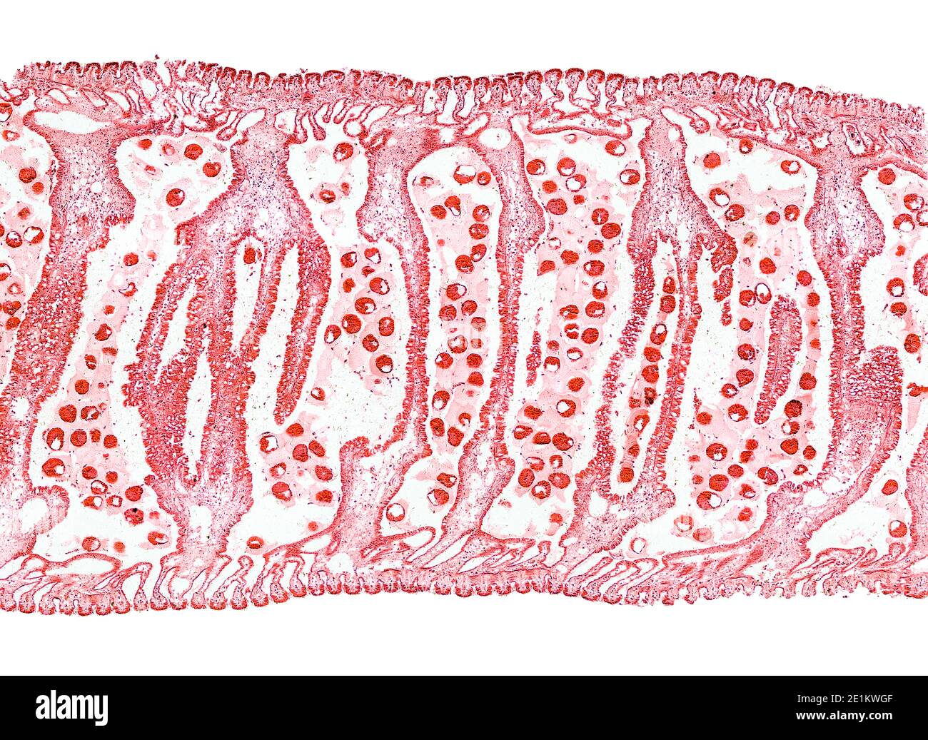 cross section cut of human body cells under a scientific microscope ...