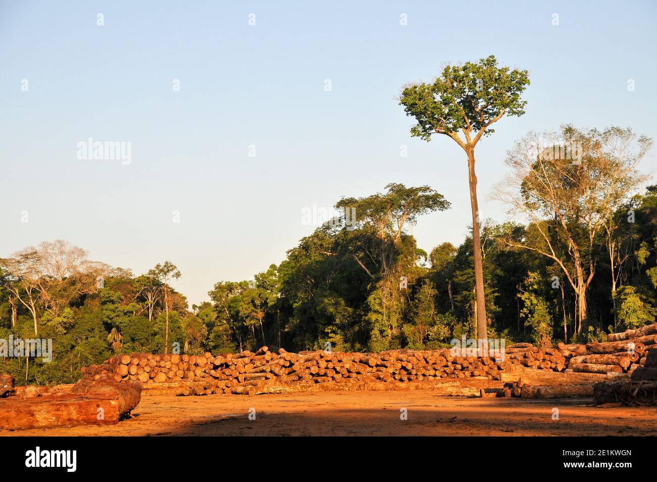 Logging activities in the Brazilian Rainforest causes large scale ...