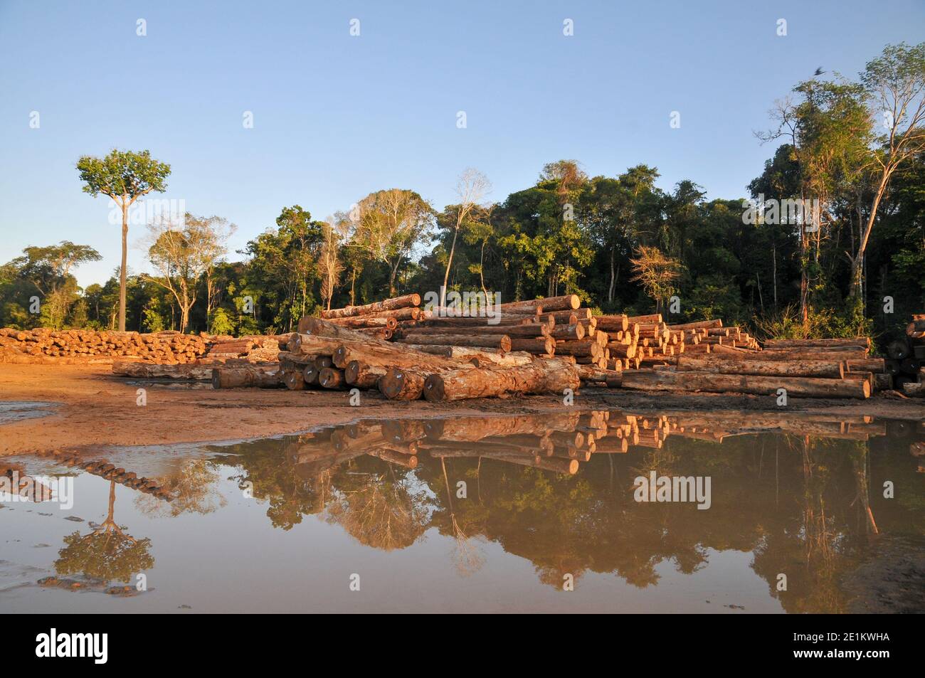 Logging activities in the Brazilian Rainforest causes large scale ...