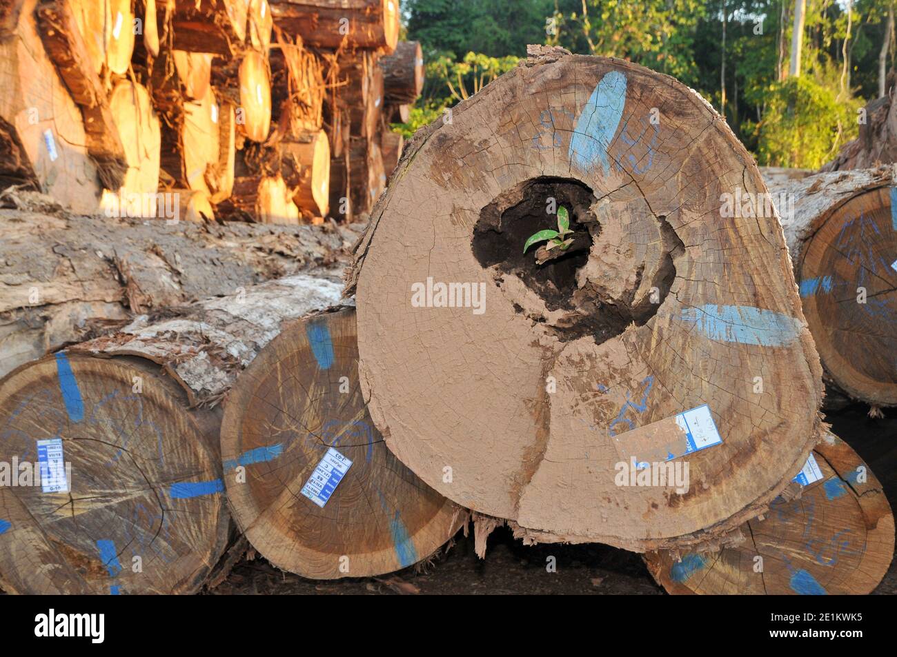 Logging activities in the Brazilian Rainforest causes large scale ...