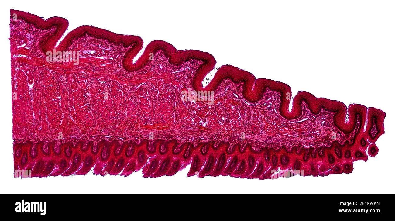 cross section cut of human body cells under a scientific microscope ...