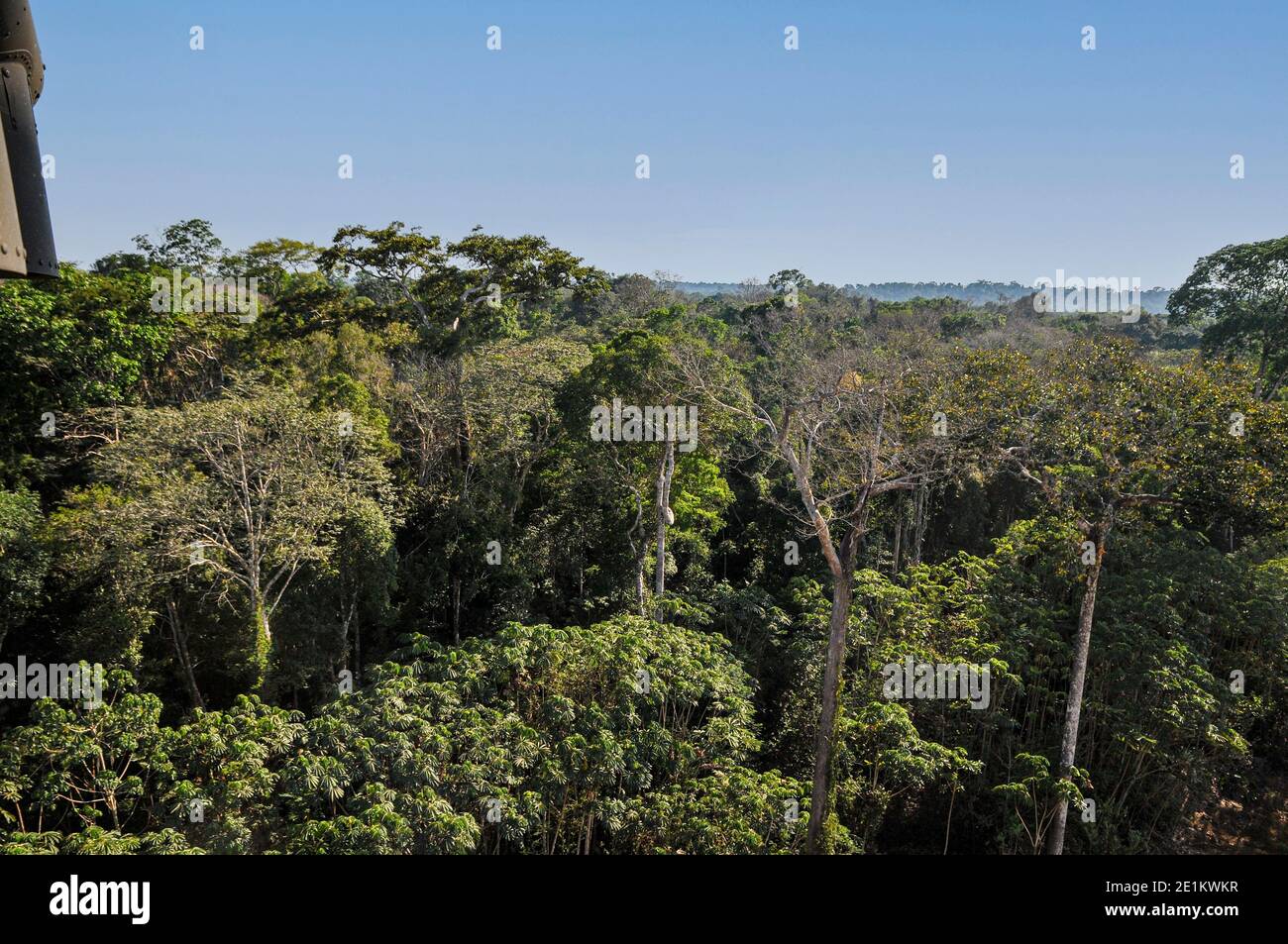 Amazonian rainforest trees hi-res stock photography and images - Alamy