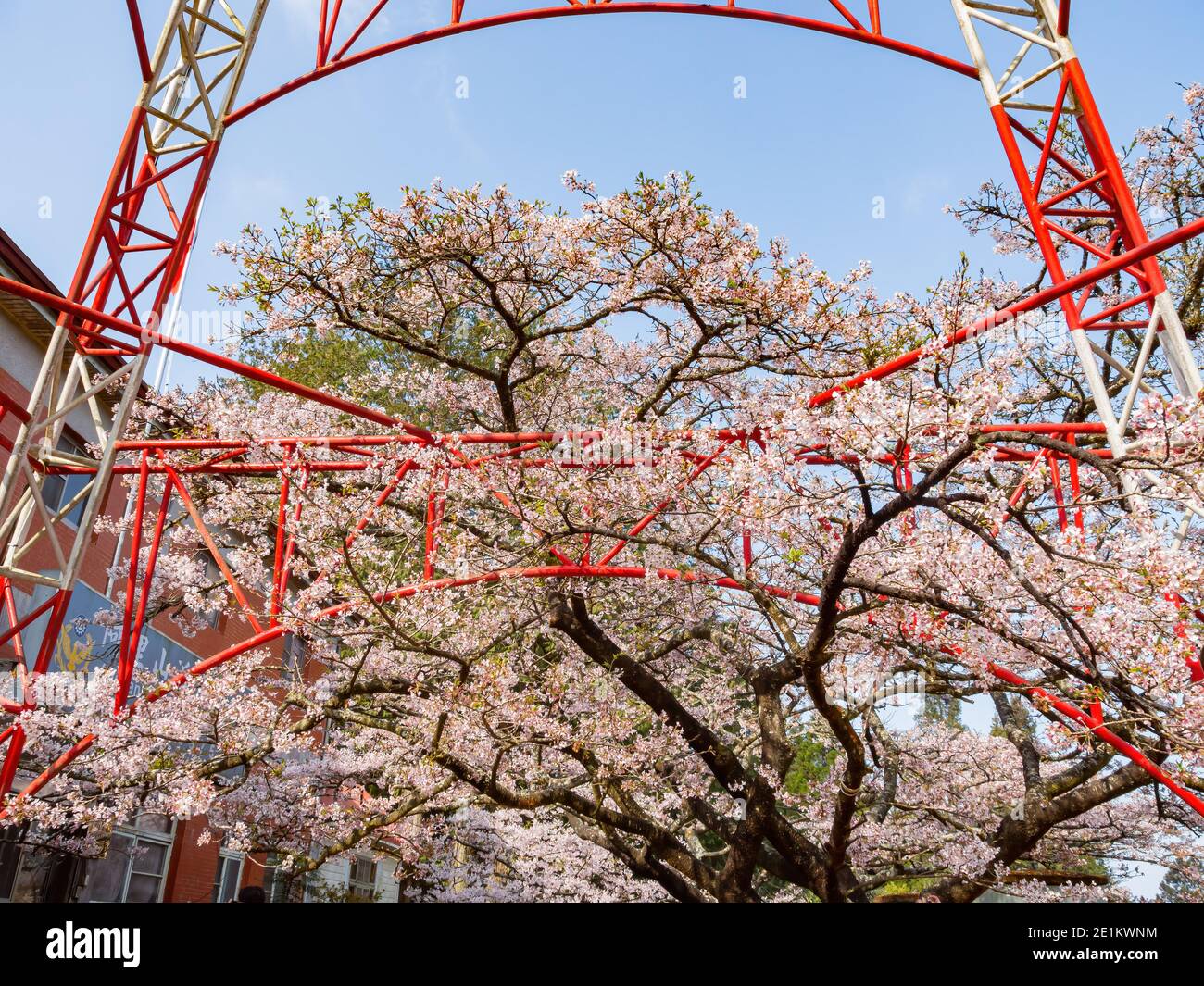 Morning view of the Yoshino cherry tree blossom at Chiayi, Taiwan Stock ...