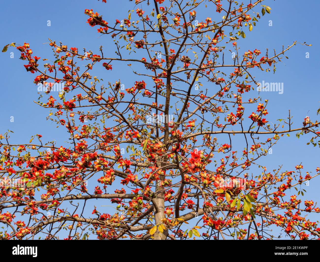 Sunny view of the Bombax ceiba tree blossom at Alishan, Taiwan Stock ...