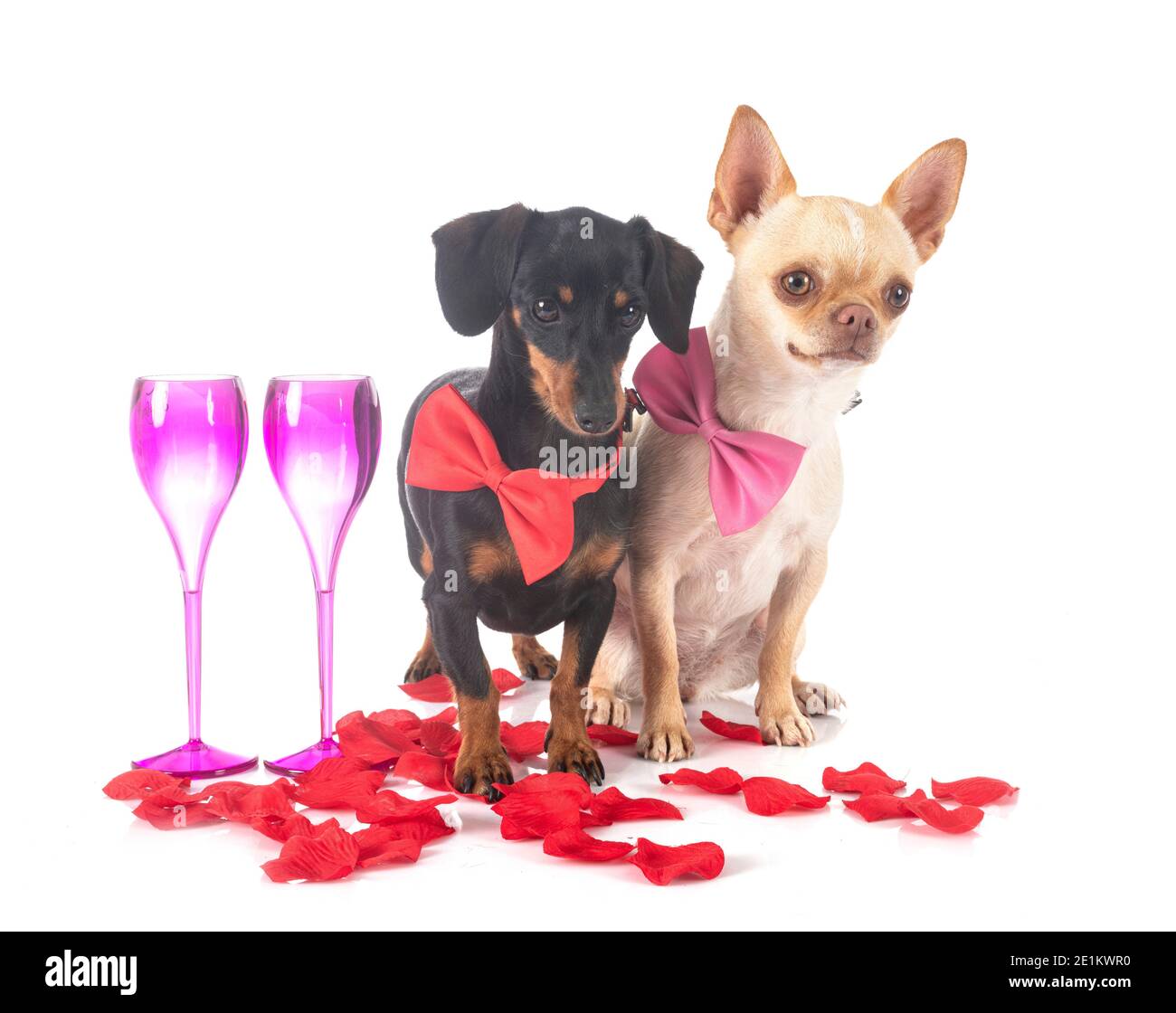 Dachshund dog chihuahua in Cut Out Stock Images & Pictures - Alamy