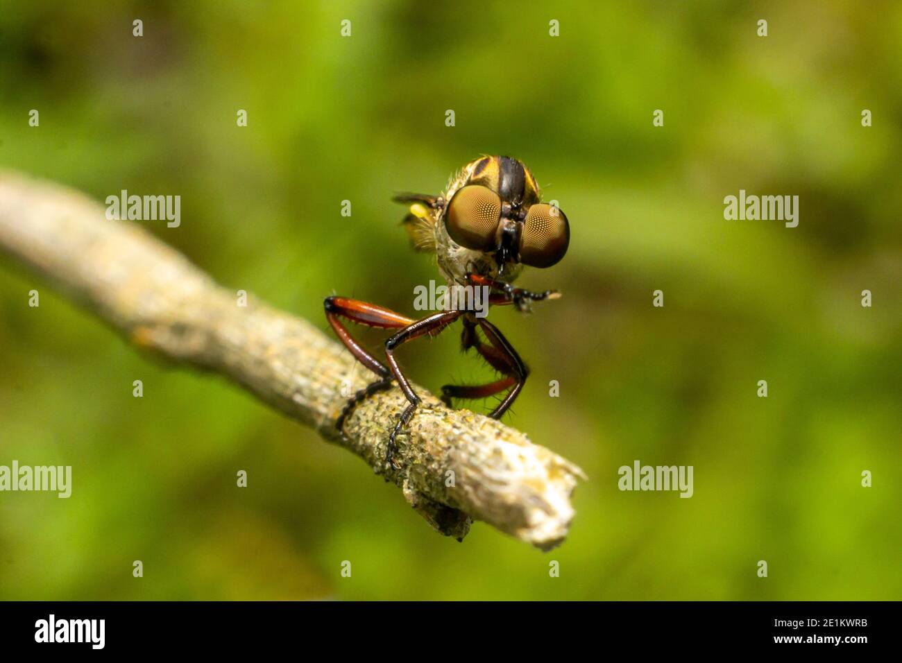Predatory insects hi-res stock photography and images - Alamy
