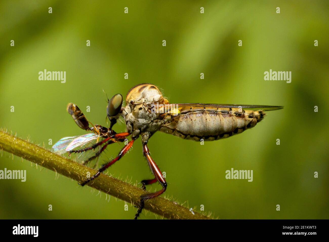 Predatory insects hi-res stock photography and images - Alamy