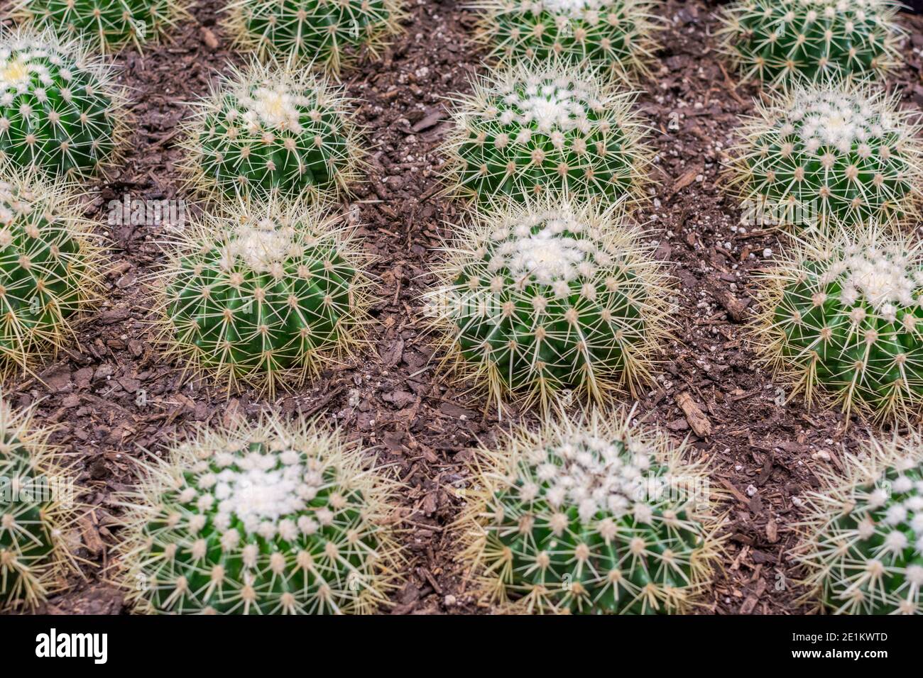Balloon cactus parodia magnifica flowering hi-res stock photography and ...
