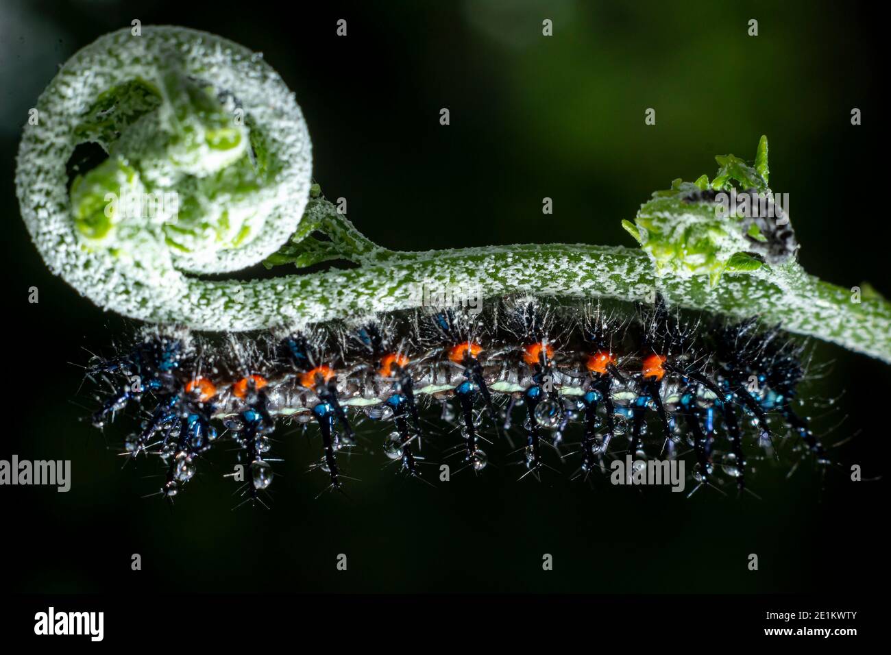 selectively focus of black caterpillar on moldy plants. animal that has ...